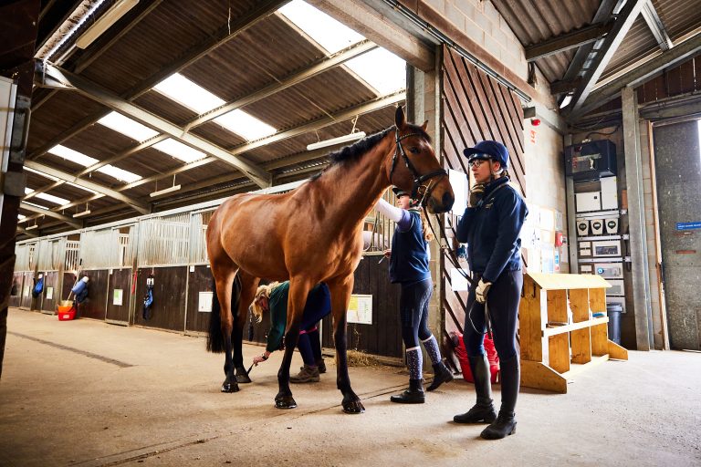 Equestrian College in York - Equine Studies | Askham Bryan