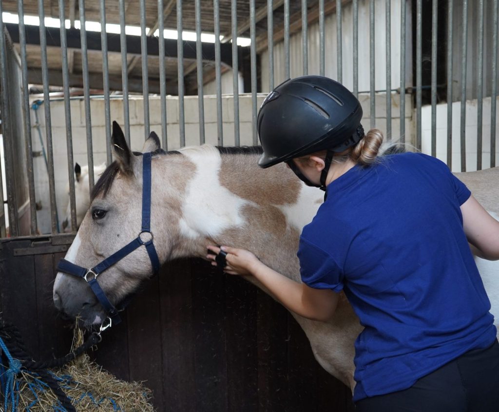 Equestrian College in York - Equine Studies | Askham Bryan